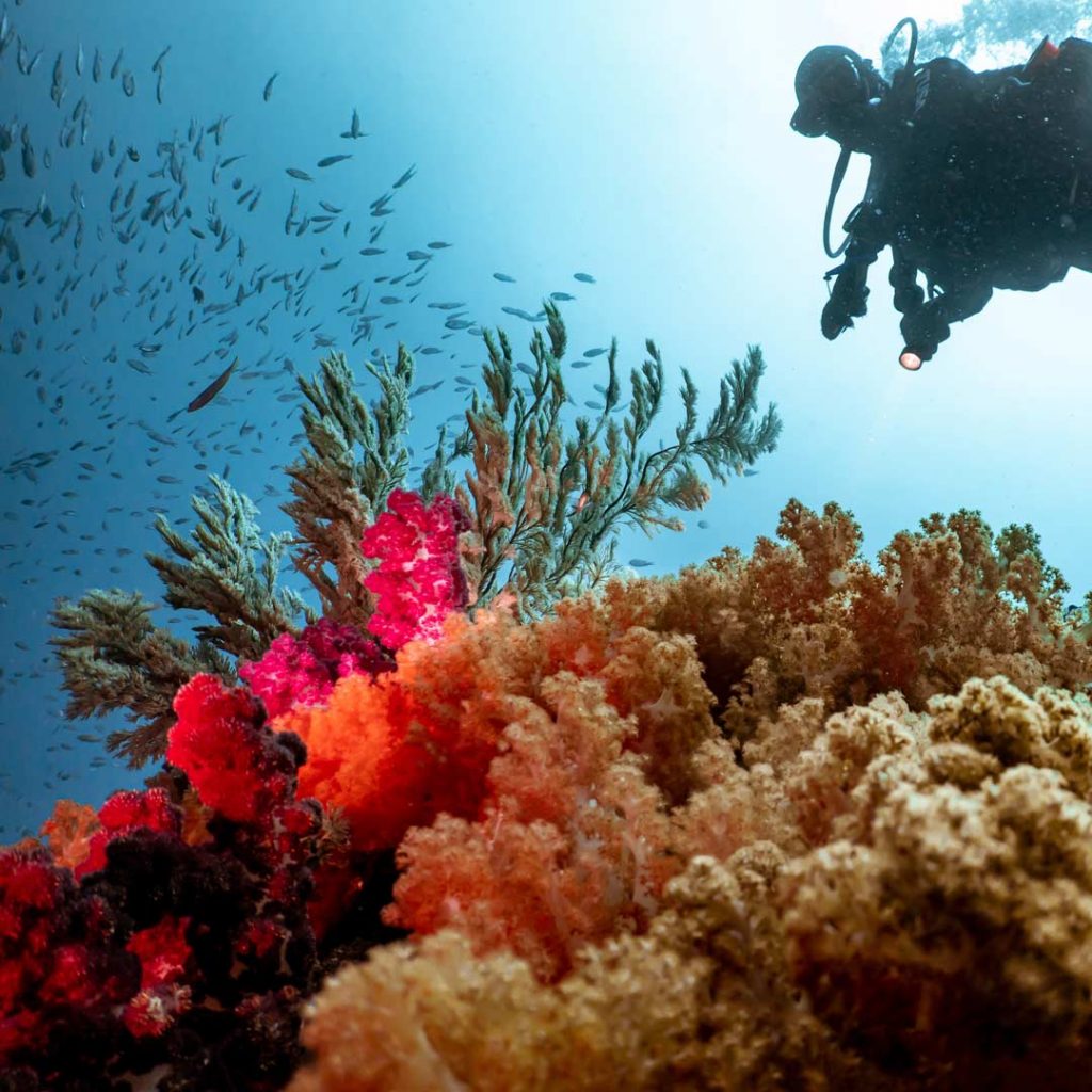 Splash Dive – 스플래시 다이빙 리조트 jeju scuba diving